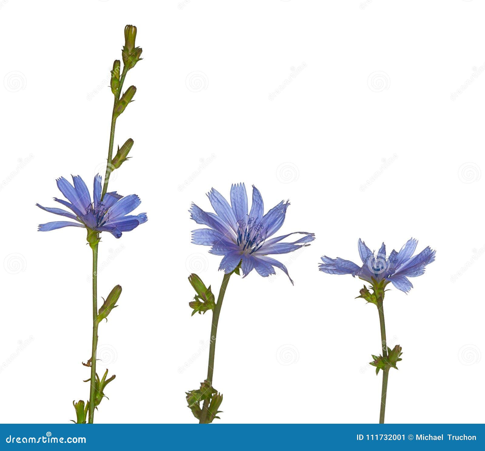 Three Purple Chicory Flowers Stand Upright Stock Image - Image of ...
