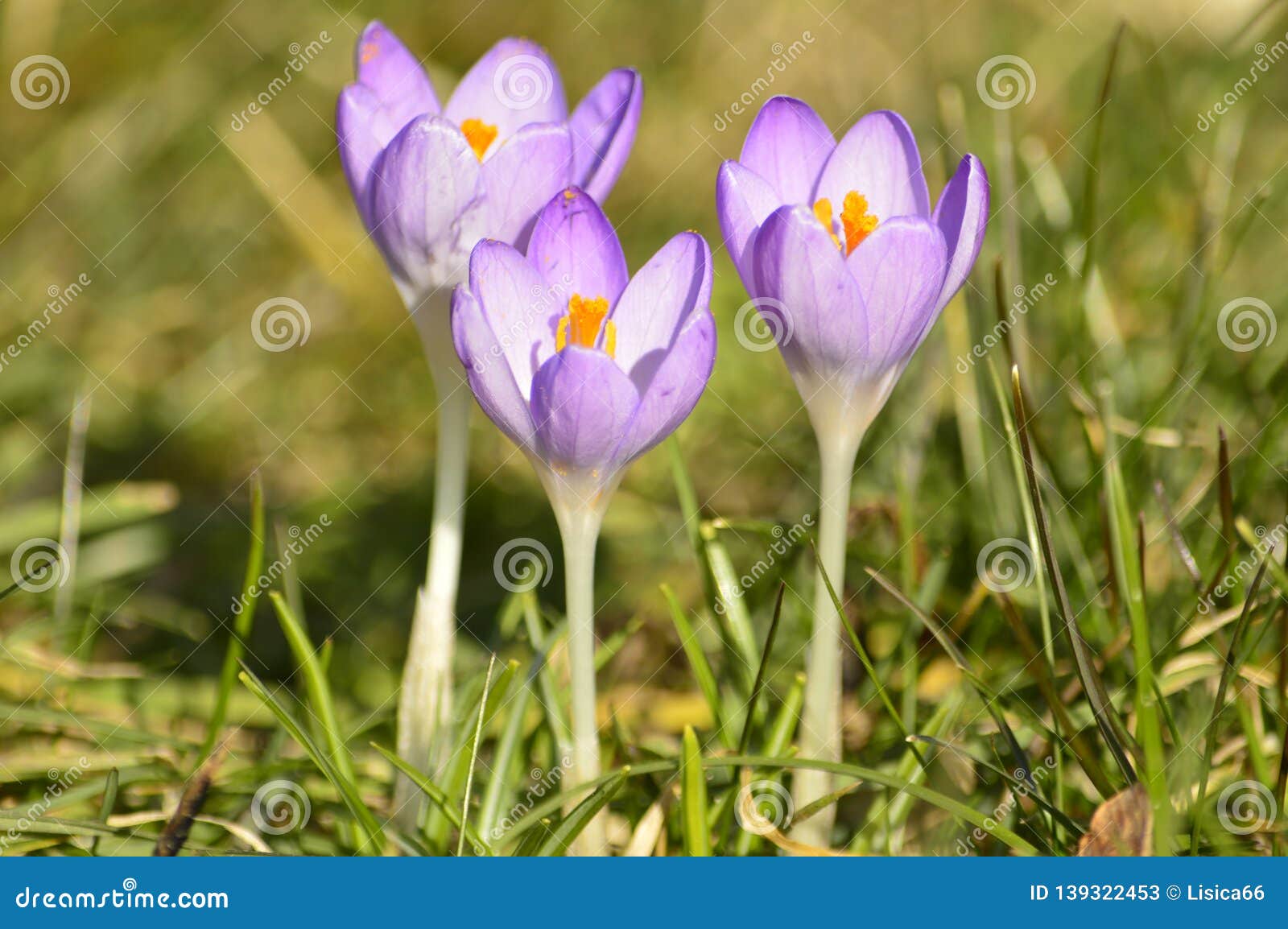 Three purple crocus stock image. Image of closeup, flowers - 139322453