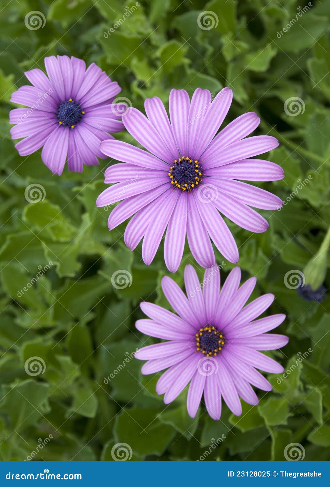Three purple daisy flowers stock image. Image of wild - 23128025