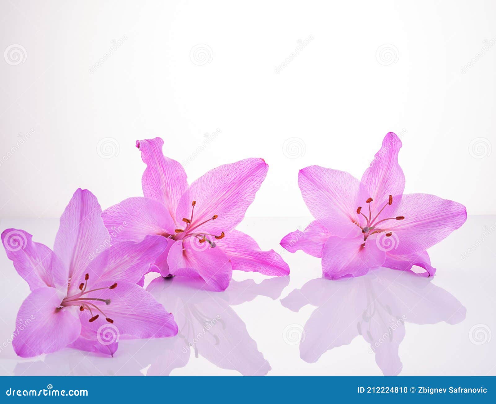 Three Purple Lilies on the White Background with Reflection. Stock ...
