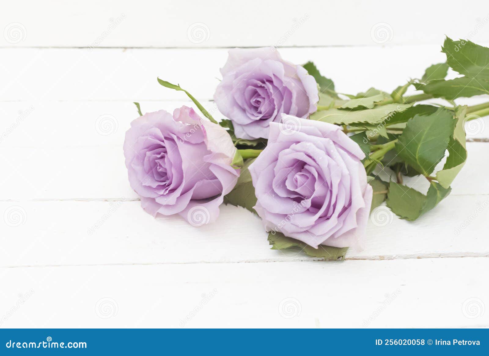 Three Purple Roses on a White Painted Wooden Background Stock Photo ...