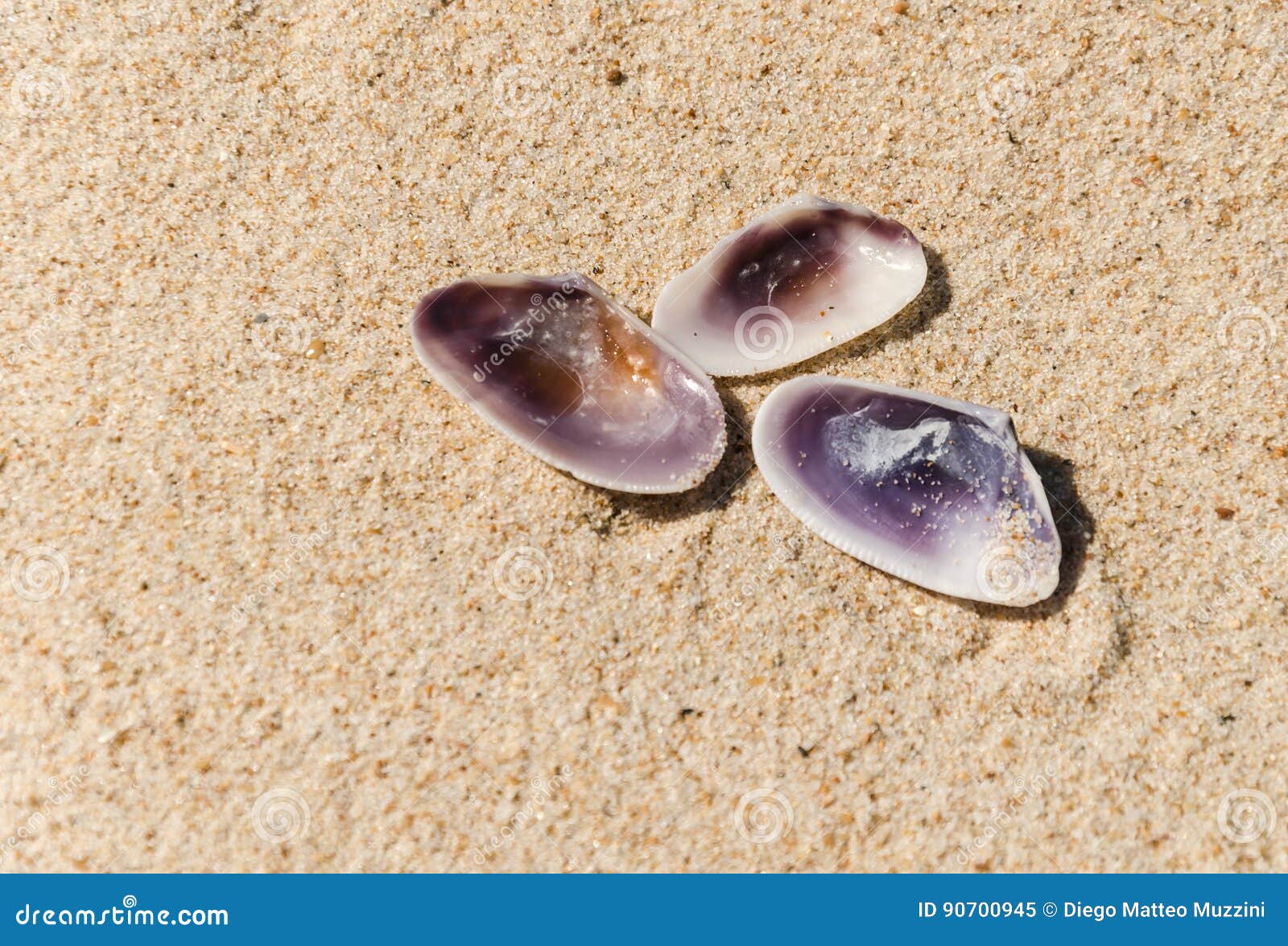 Three purple shells stock image. Image of purple, ocean - 90700945