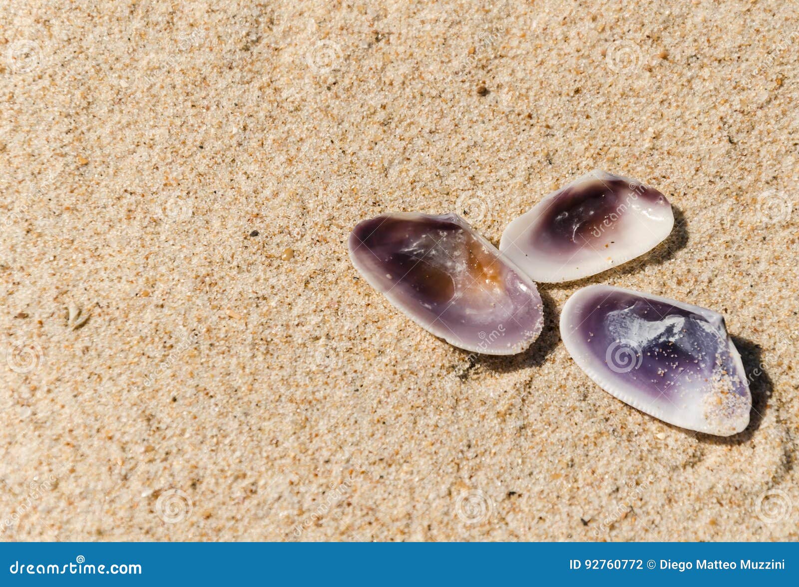 Three purple shells stock photo. Image of nature, pearl - 92760772