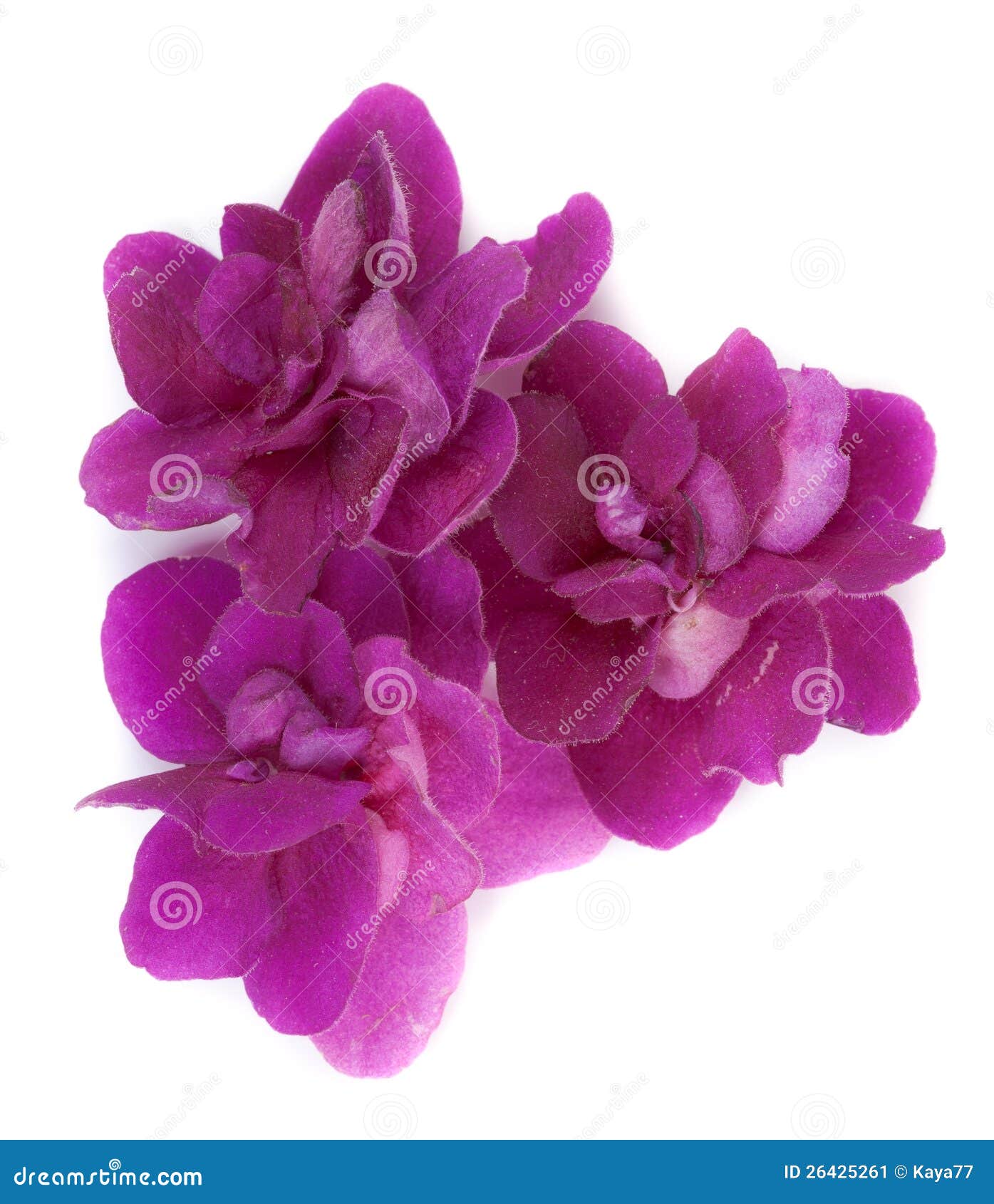 Three purple violets stock image. Image of three, saintpaulia - 26425261