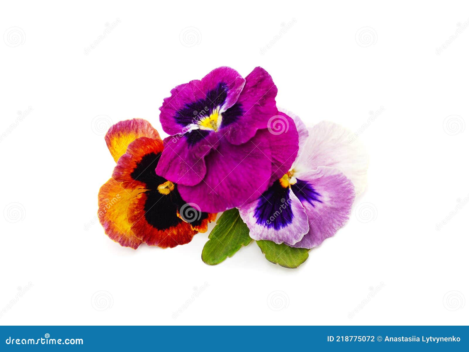 Three purple violets stock photo. Image of closeup, violets - 218775072