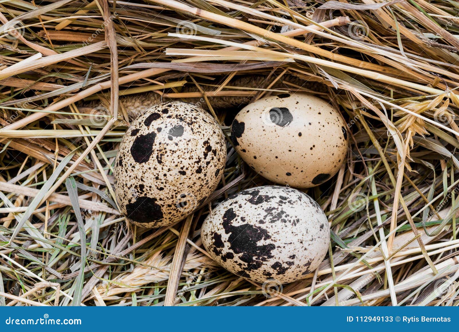 Three Quail Eggs in Hay Nest Stock Image - Image of group, cuisine ...