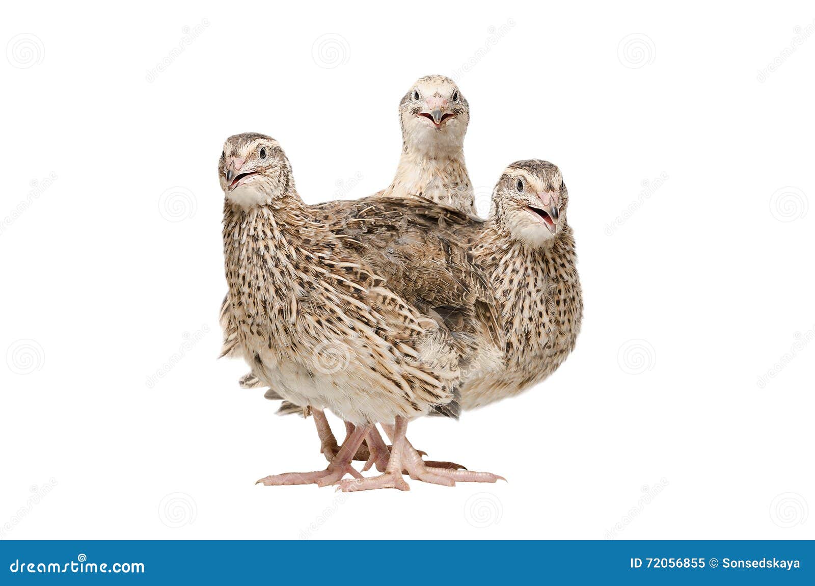 Three quail stock image. Image of adult, concepts, diet - 72056855