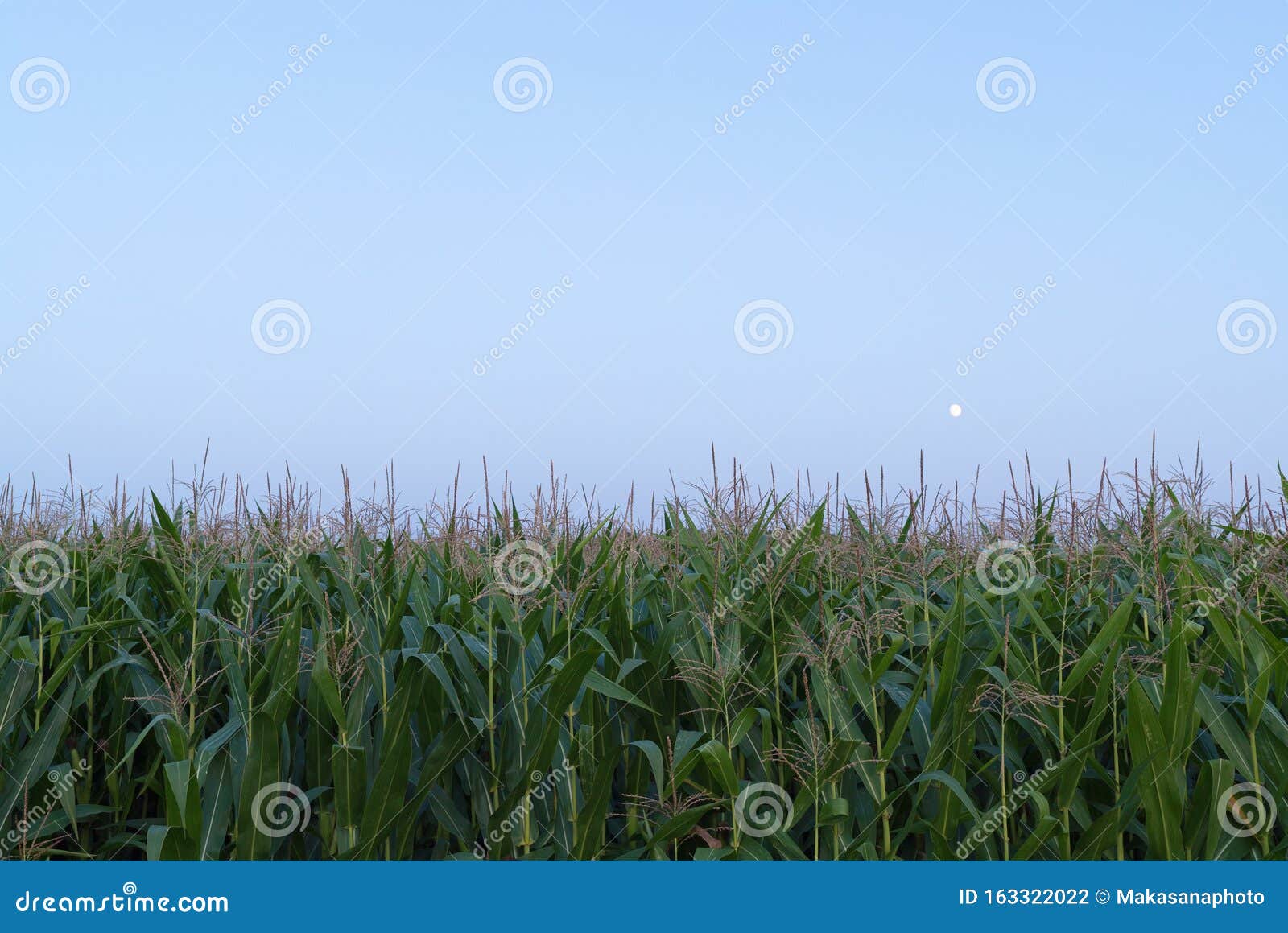 Three Quarter Moon Rising into the Night Sky Over a Green Corn Field ...