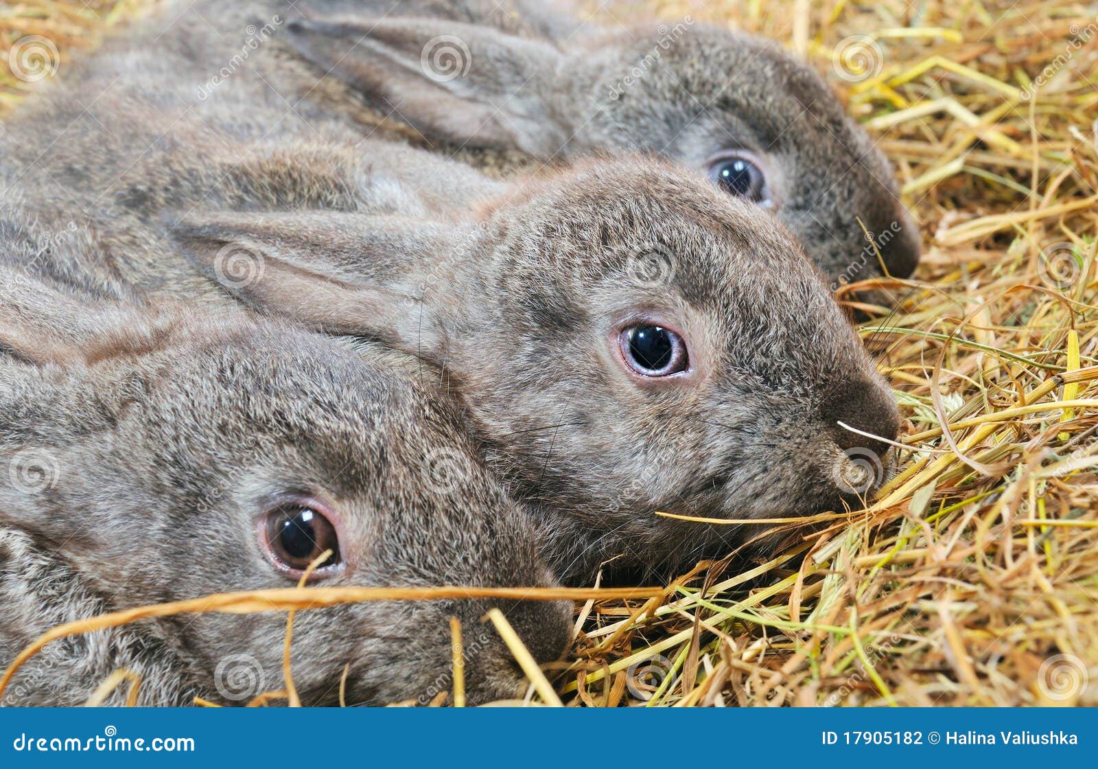 Three rabbit stock photo. Image of staring, rodent, cute - 17905182