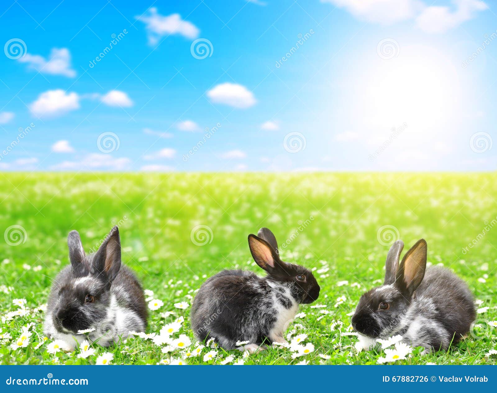 Three Rabbits. stock photo. Image of flower, beautiful - 67882726