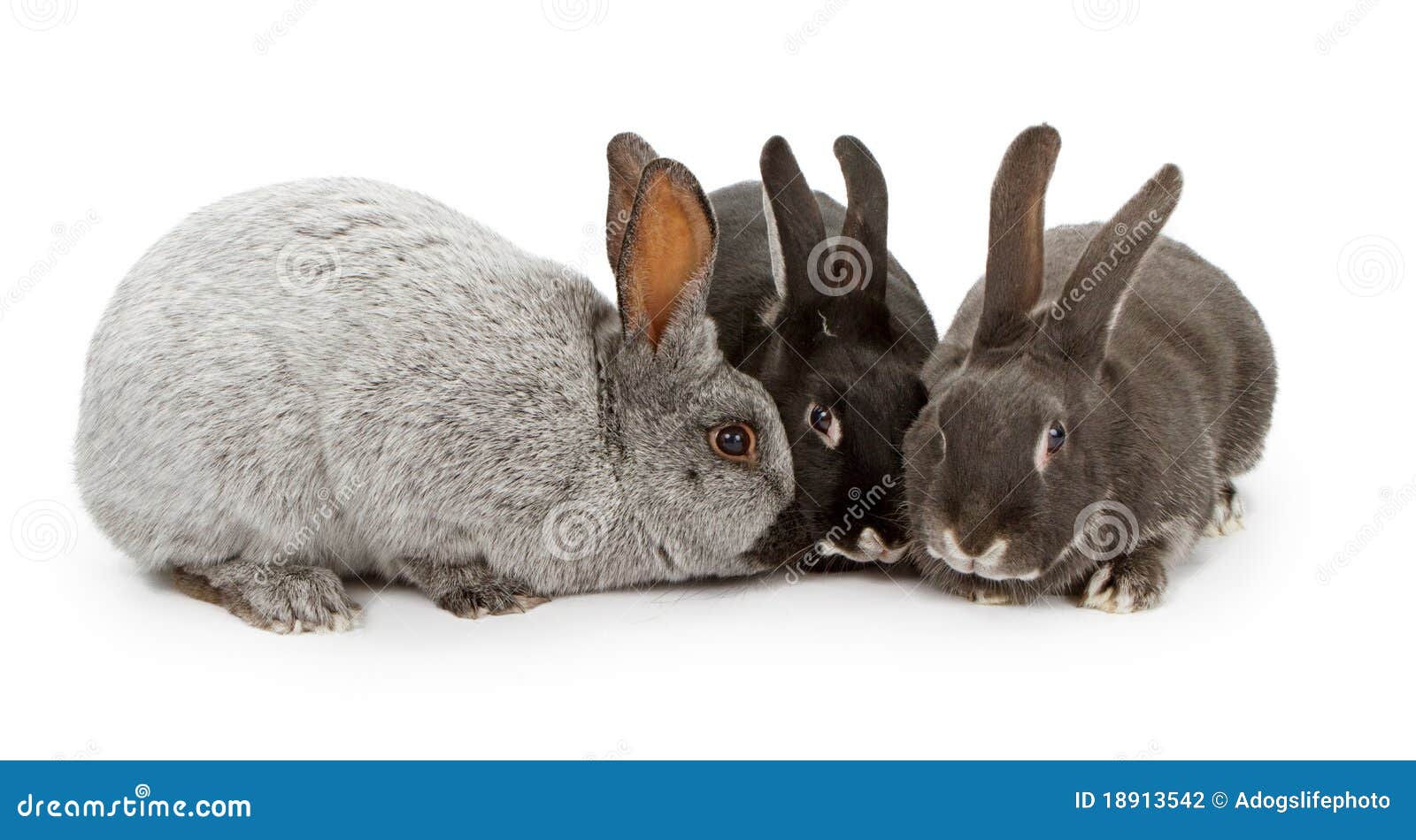 Three Rabbits of Different Colors Stock Photo - Image of length, bunny ...