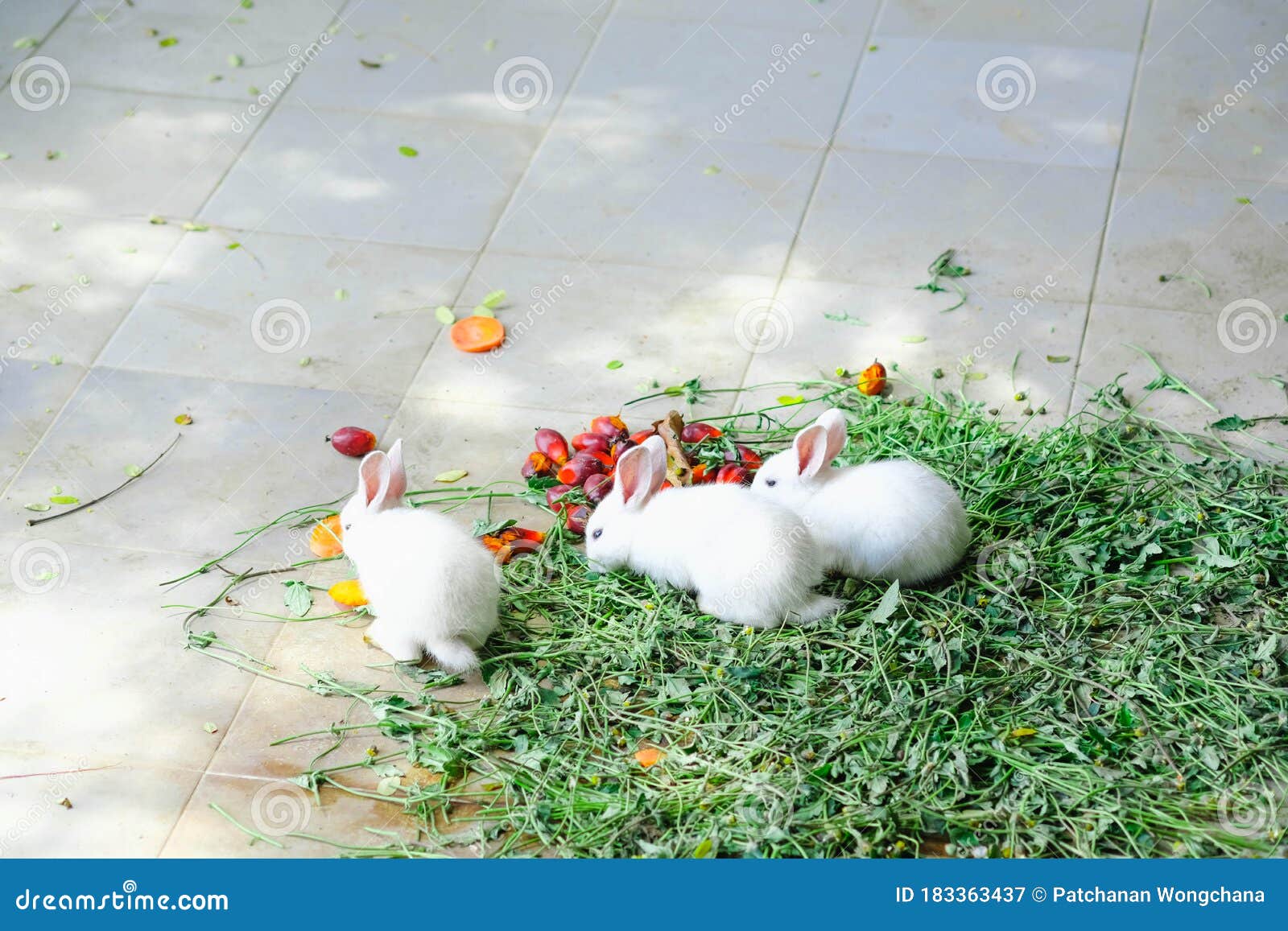 Three rabbits eat stock image. Image of isolated, lettuce - 183363437