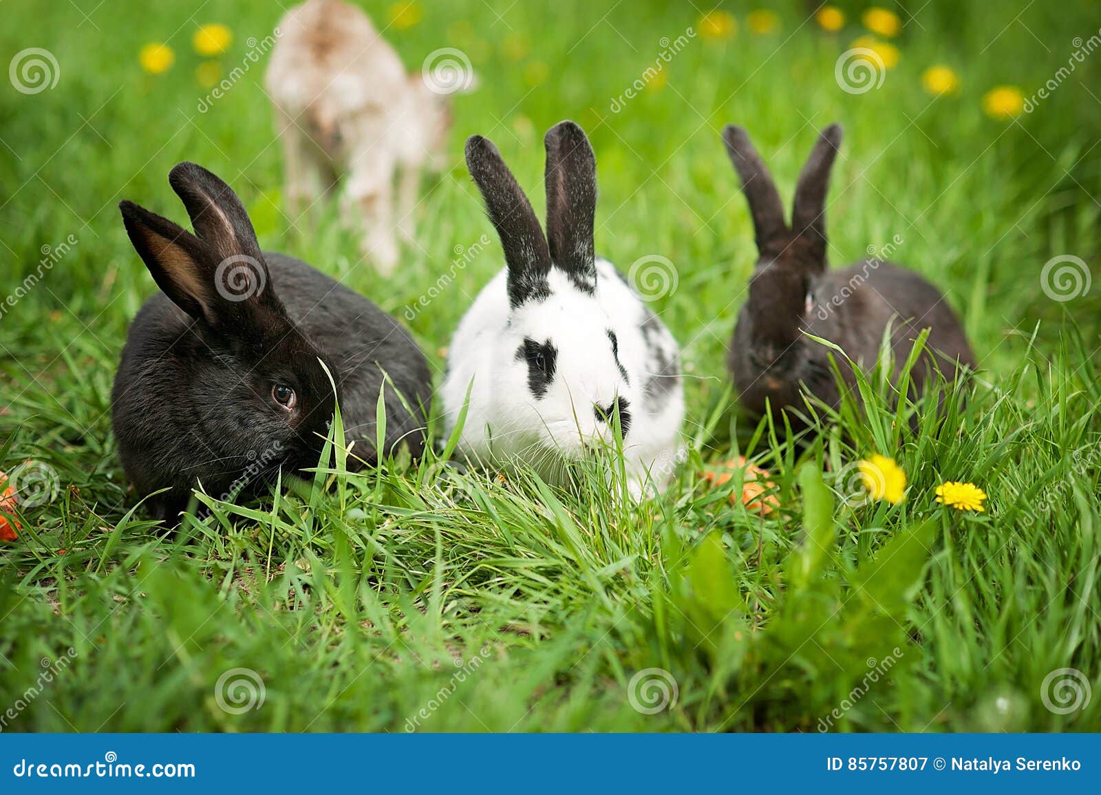 Three Rabbits in Green Grass Stock Image - Image of garden, grass: 85757807