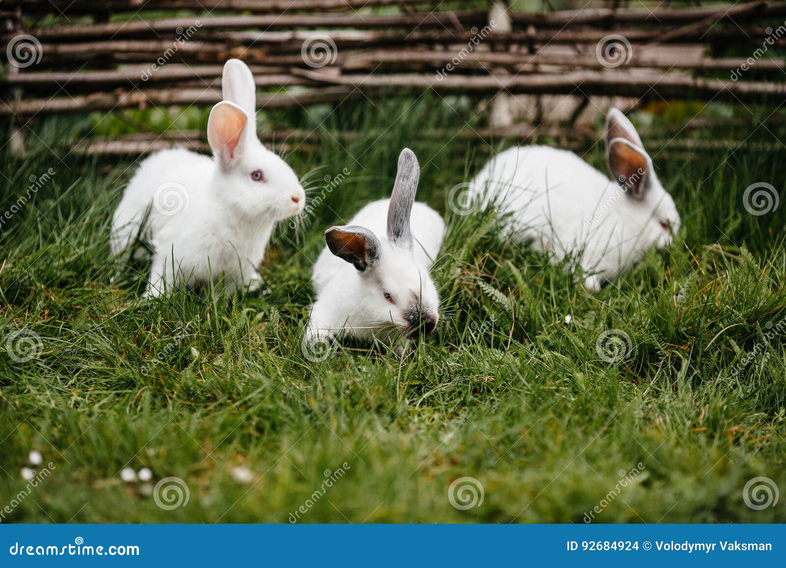 Three Rabbits in Green Grass Stock Photo - Image of abbit, garden: 92684924