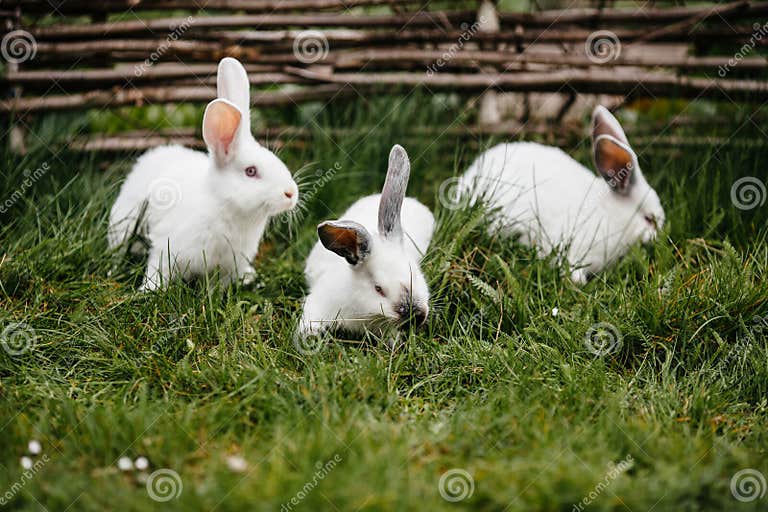 Three Rabbits in Green Grass Stock Photo - Image of abbit, garden: 92684924