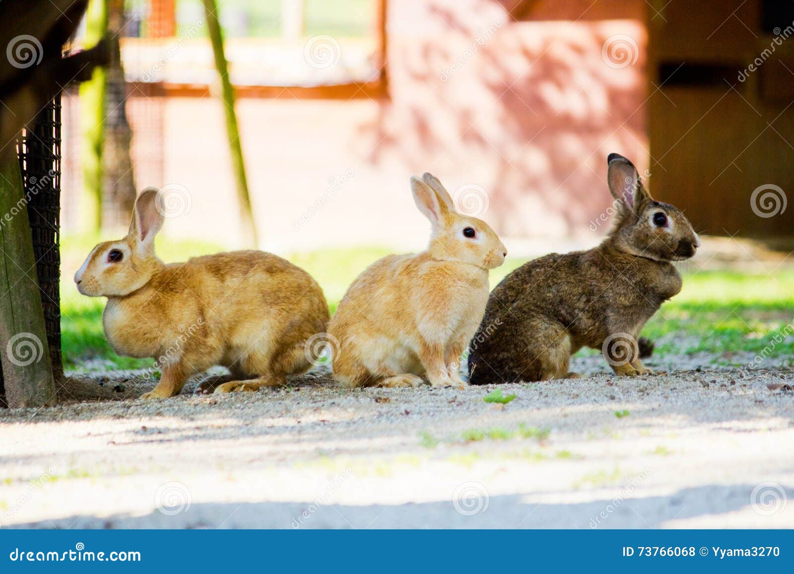 Three rabbits stock photo. Image of mammals, close, oryctolagus - 73766068
