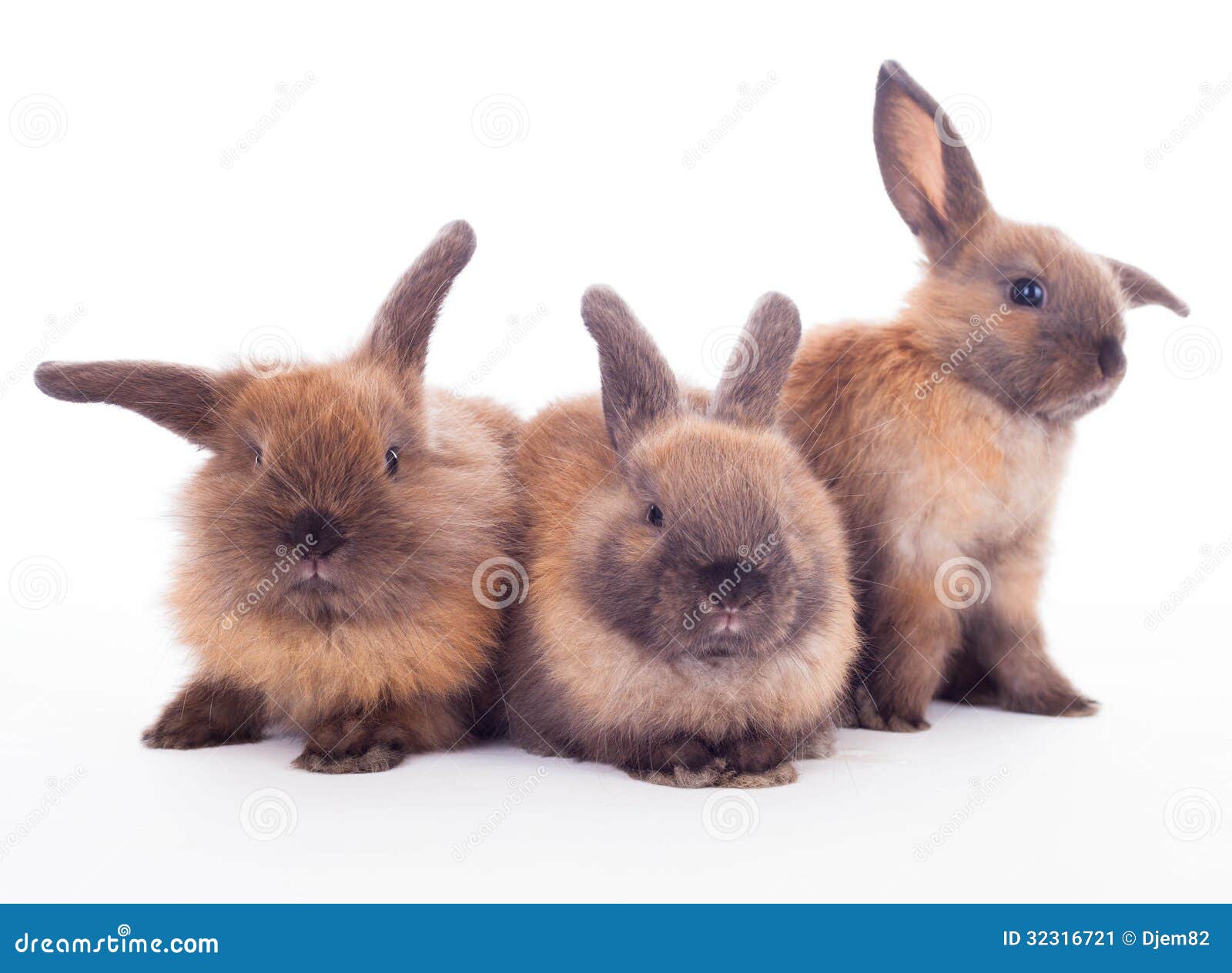 Three Rabbits Isolated on the White. Stock Image - Image of bunny ...