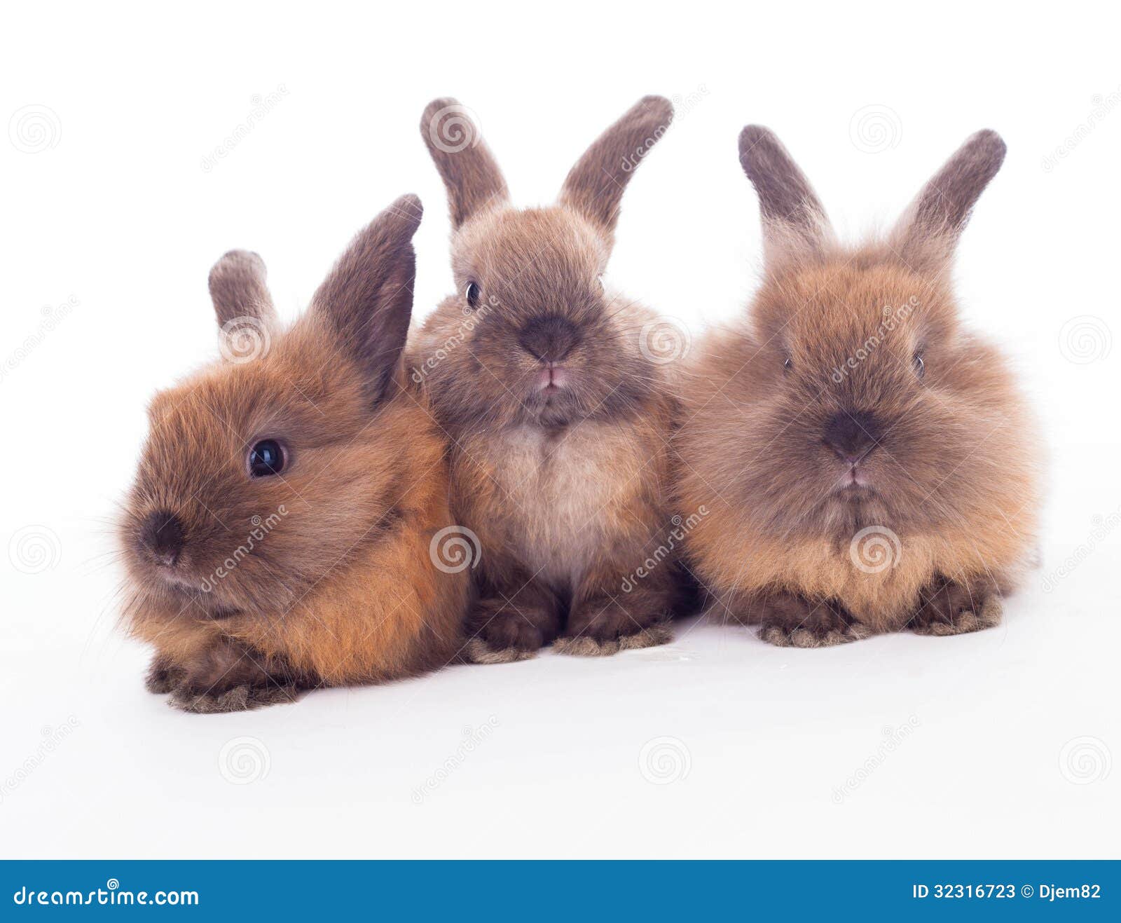 Three Rabbits Isolated on the White. Stock Image - Image of grey, life ...