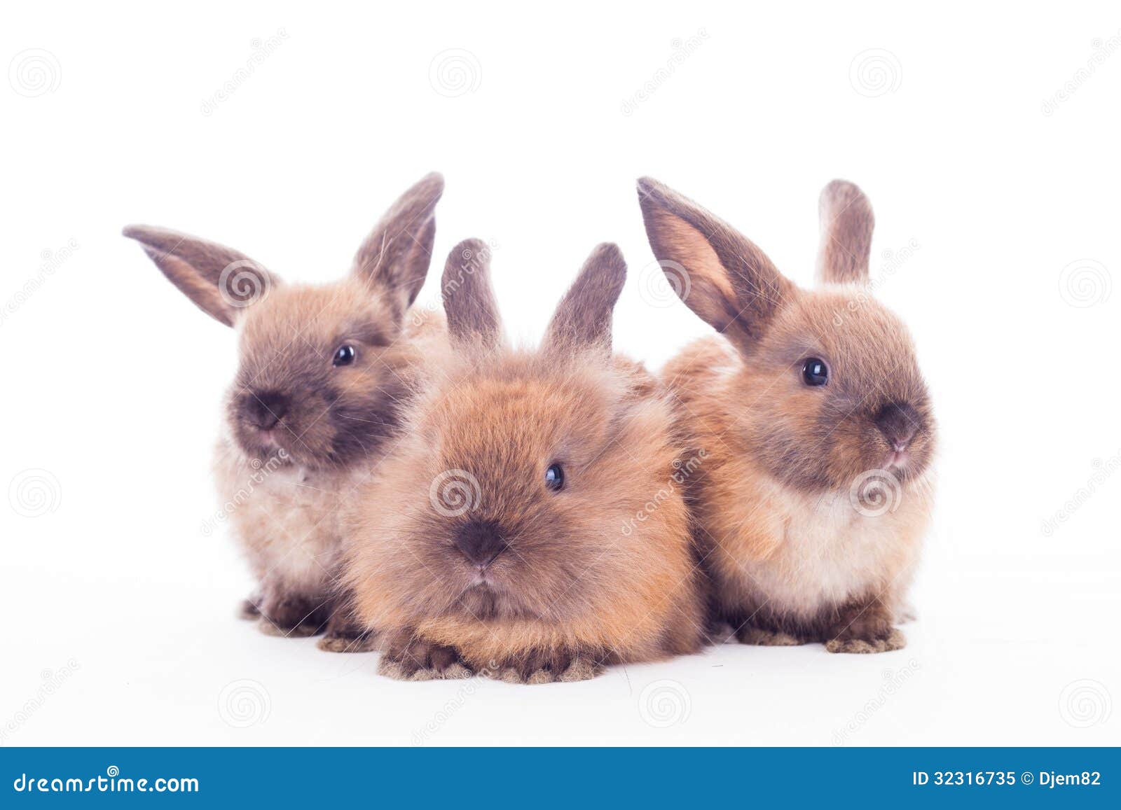 Three Rabbits Isolated on the White. Stock Image - Image of pets ...