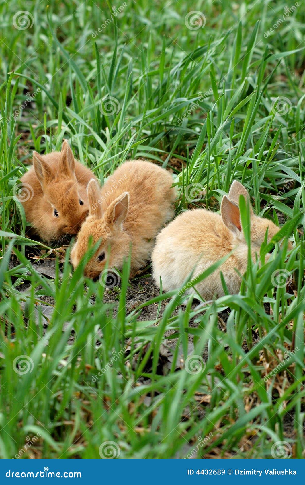 Three Rabbits Landing on Grass Stock Image - Image of rural, cute: 4432689