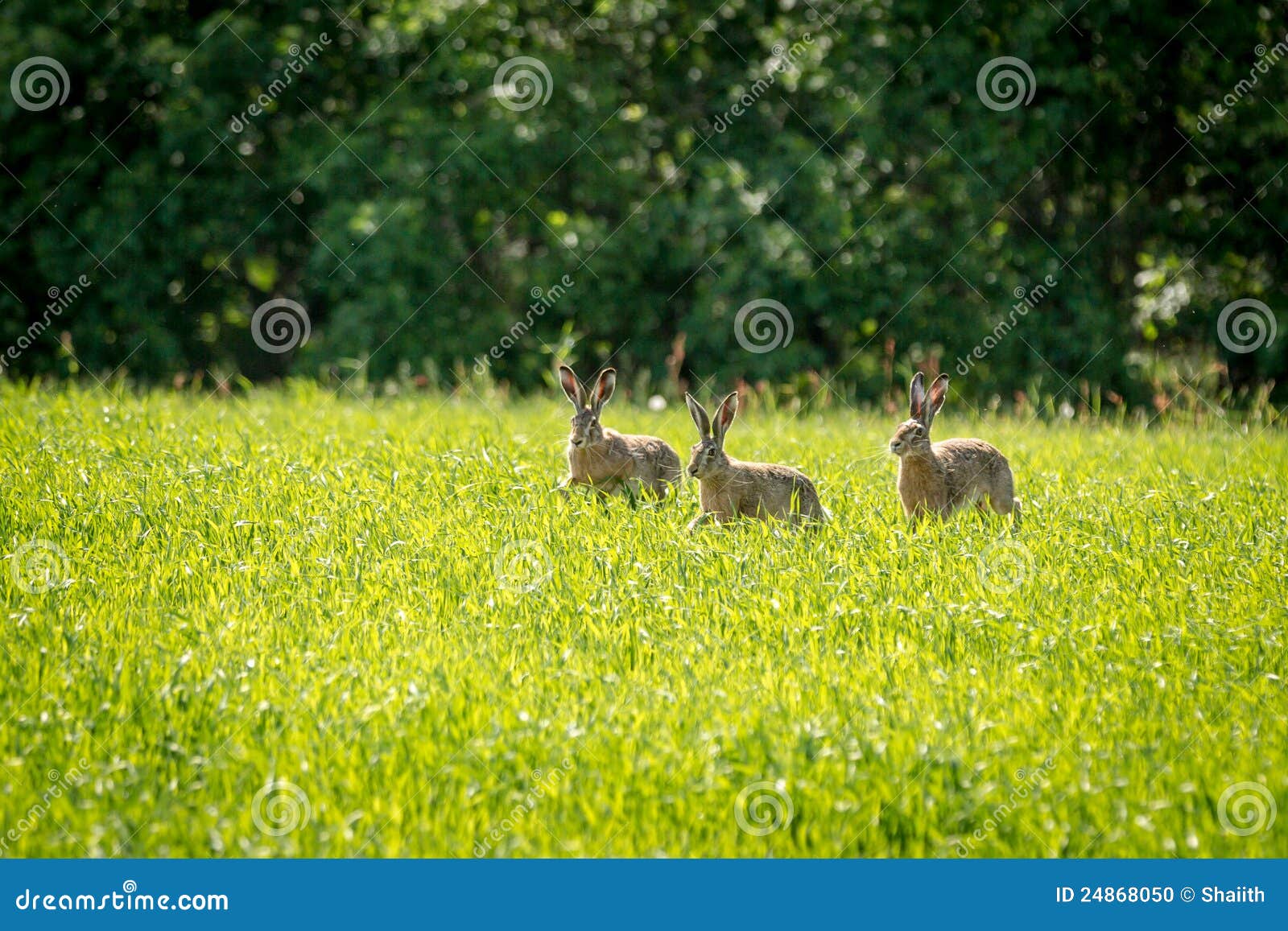 Three Rabbits Running Around the Field Stock Photo - Image of listening ...