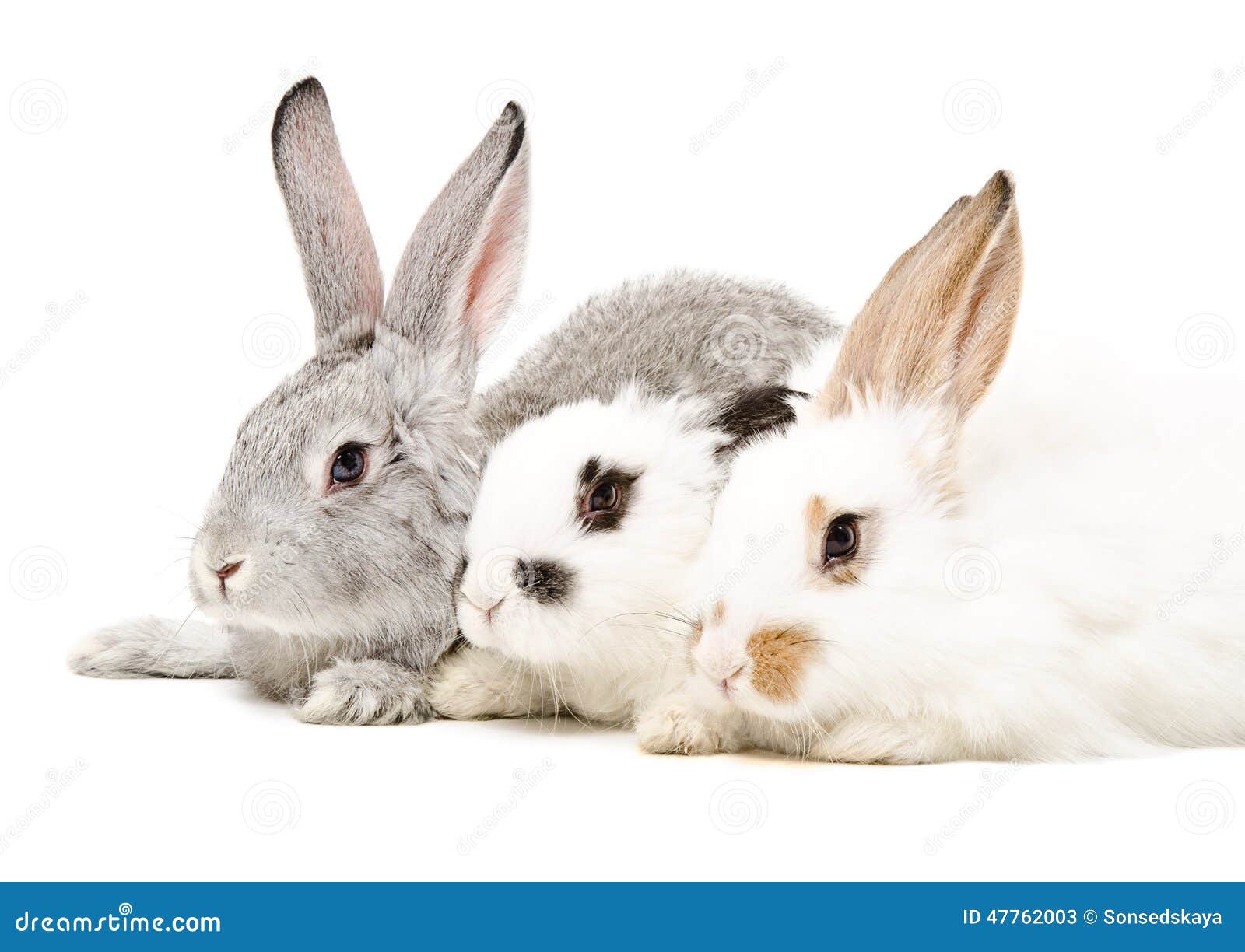 Three rabbits stock image. Image of cute, house, farm - 47762003