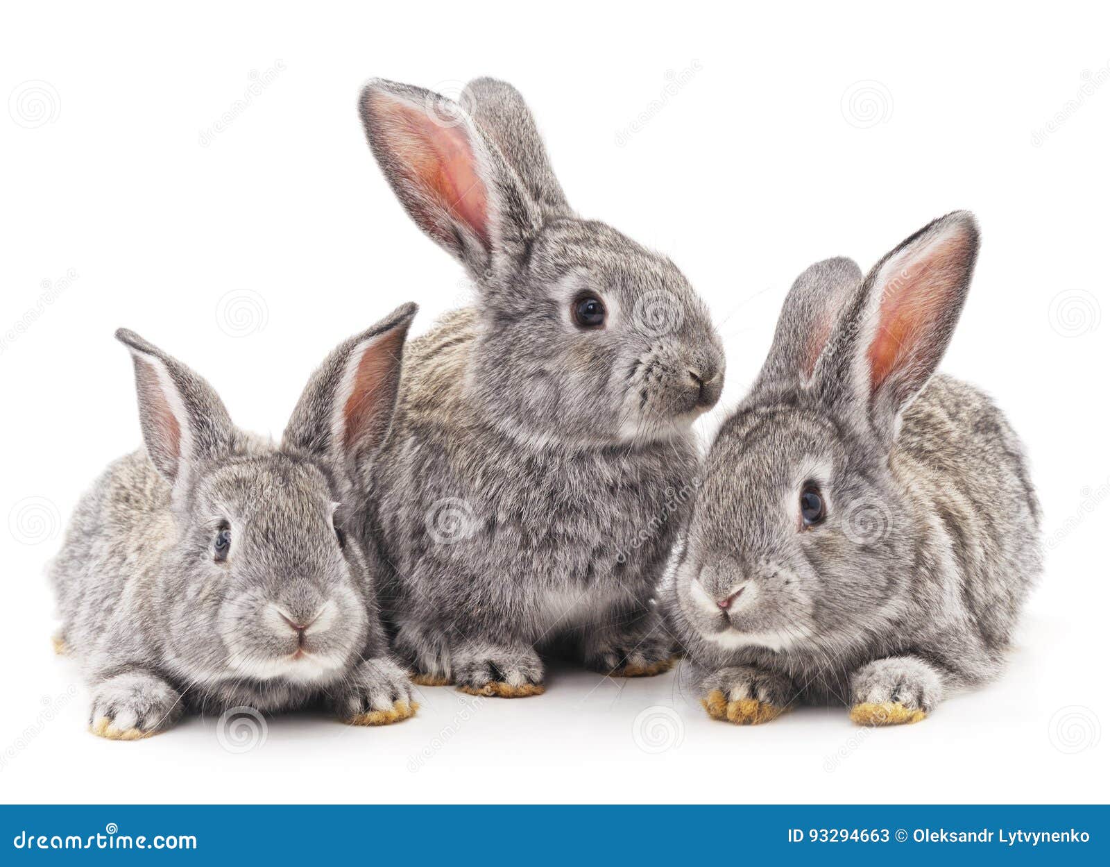 Three rabbits. stock image. Image of rabbits, three, celebrations ...