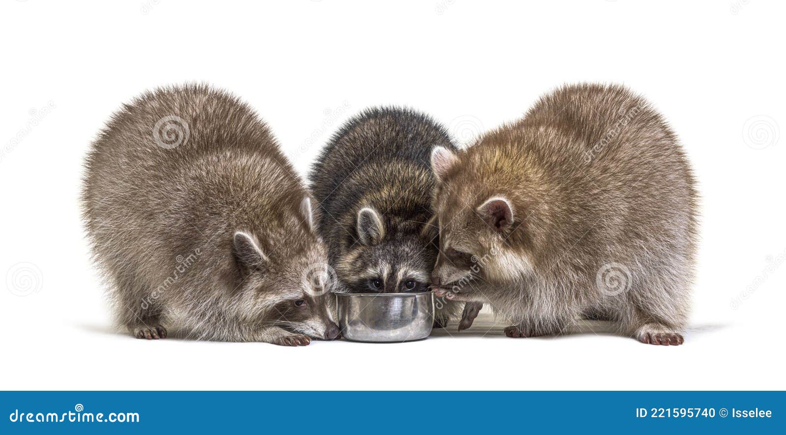 Three Raccoons Eating from a Dog Bowl Stock Photo - Image of family ...