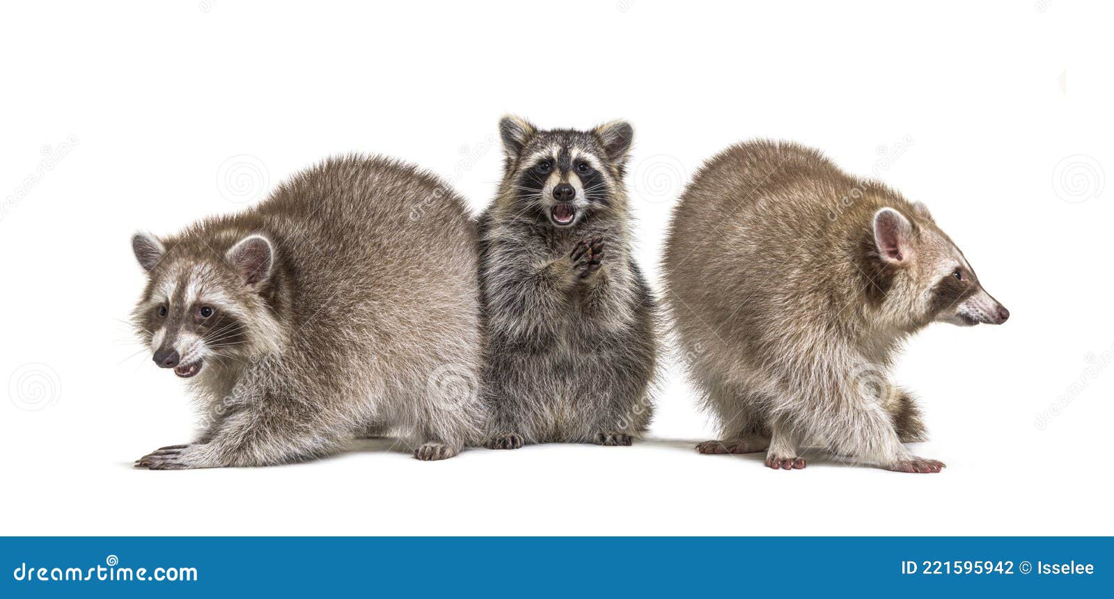 Three Raccoons Facing in a Raw, Isolated Stock Photo - Image of shot ...