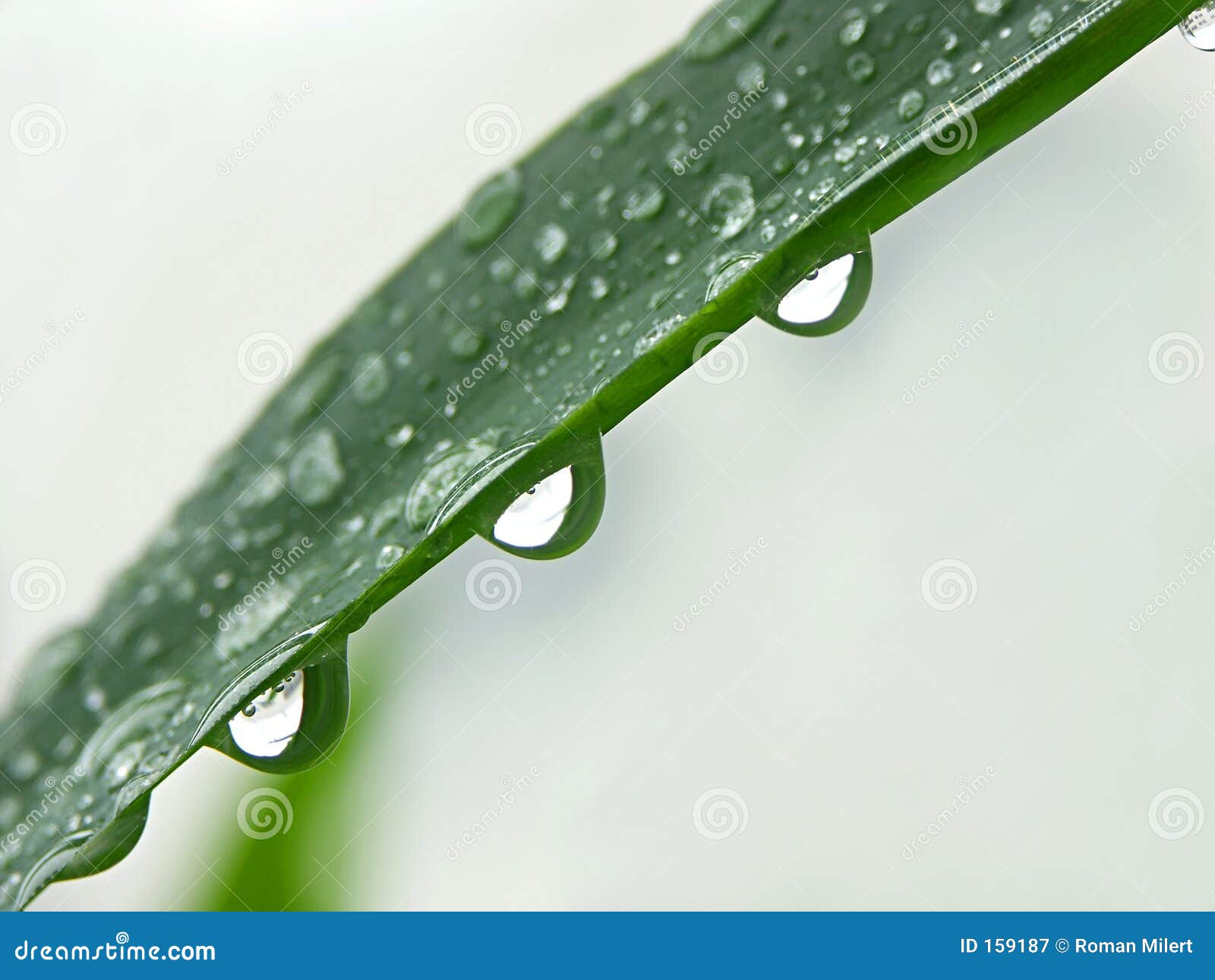 Three raindrops stock image. Image of droplets, leaves - 159187