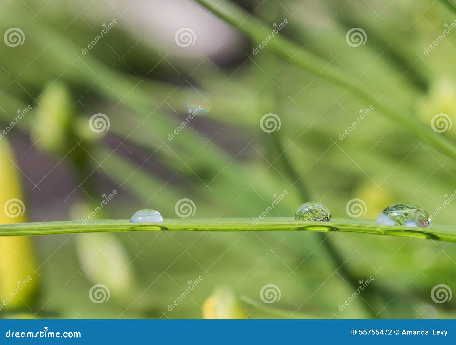 Three Raindrops on the Long Grass Stock Photo - Image of grass, grow ...