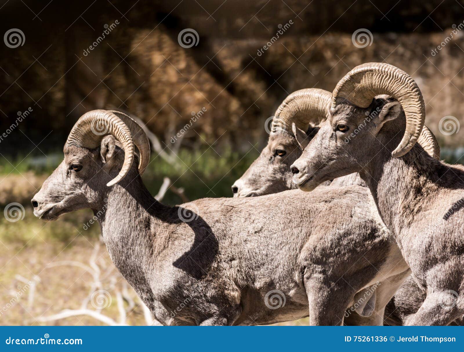 Three Rams on the Move stock photo. Image of colorado - 75261336