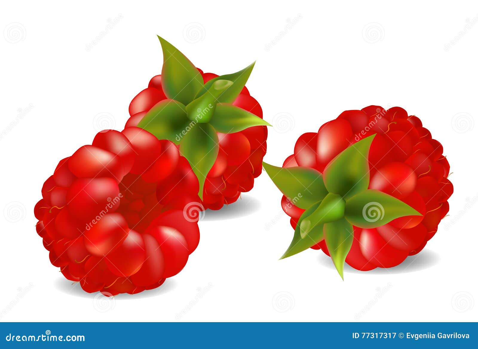 Three Raspberries on a White Background Stock Vector - Illustration of ...