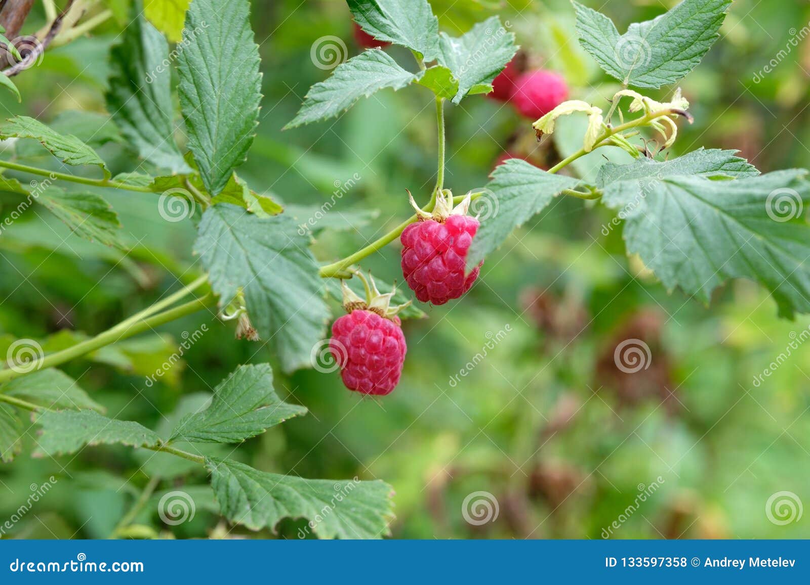 Three Raspberry Berries Growing Nearby on a Green Branch, Raspberry ...