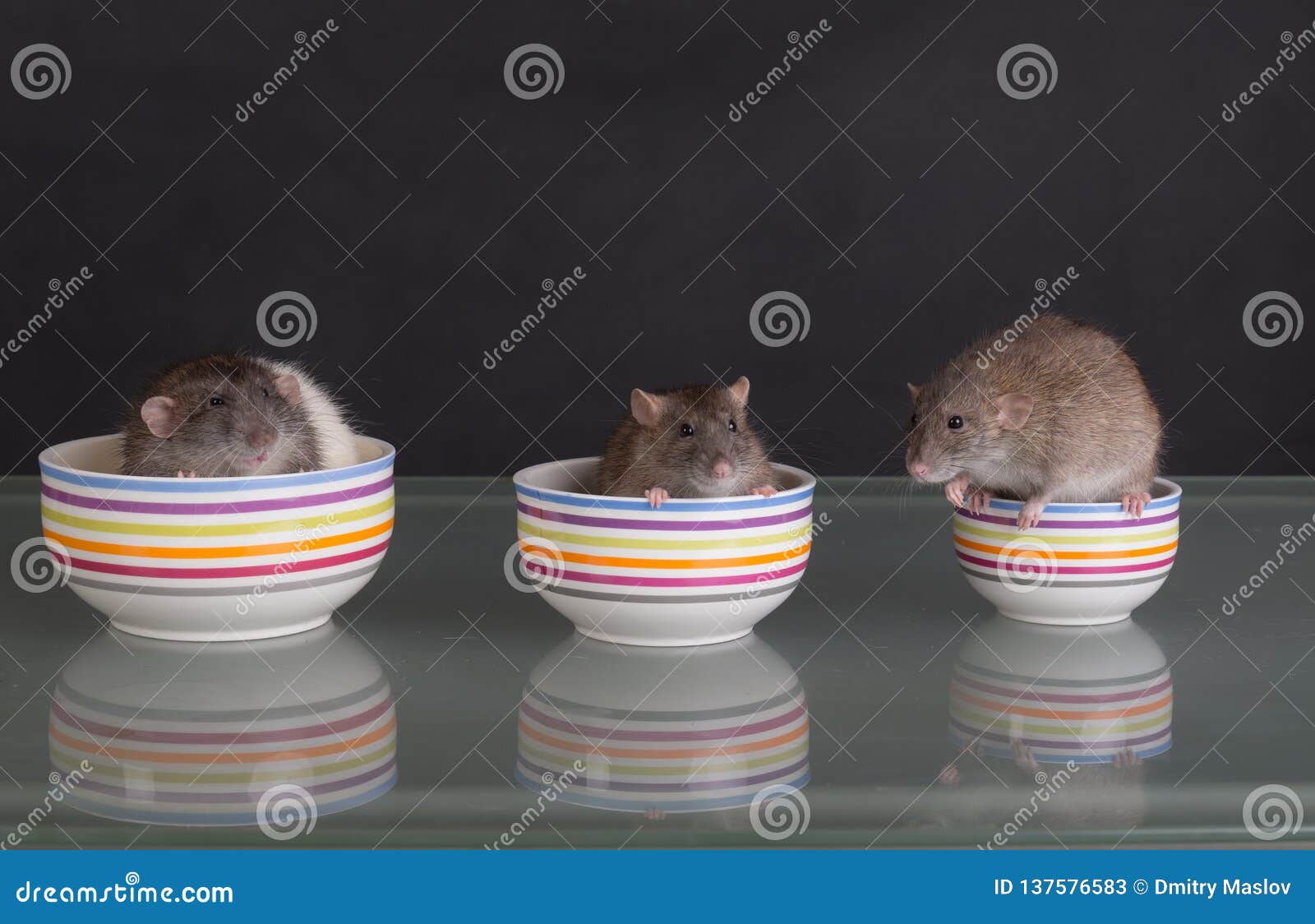 Three rats in plates stock image. Image of beauty, three - 137576583