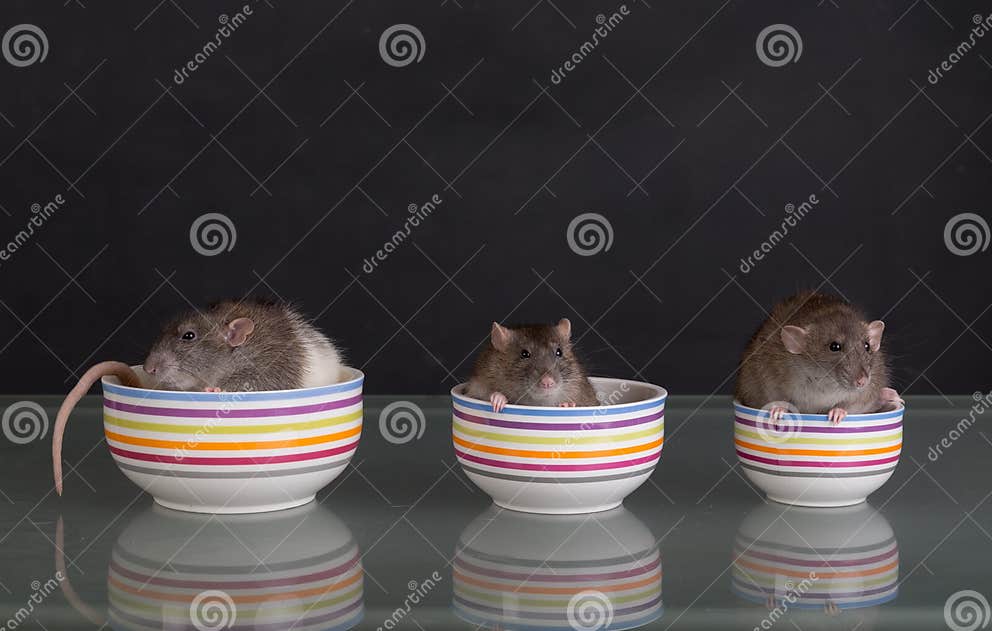 Three Rats in Plates on the Table Stock Photo - Image of three, fluffy ...
