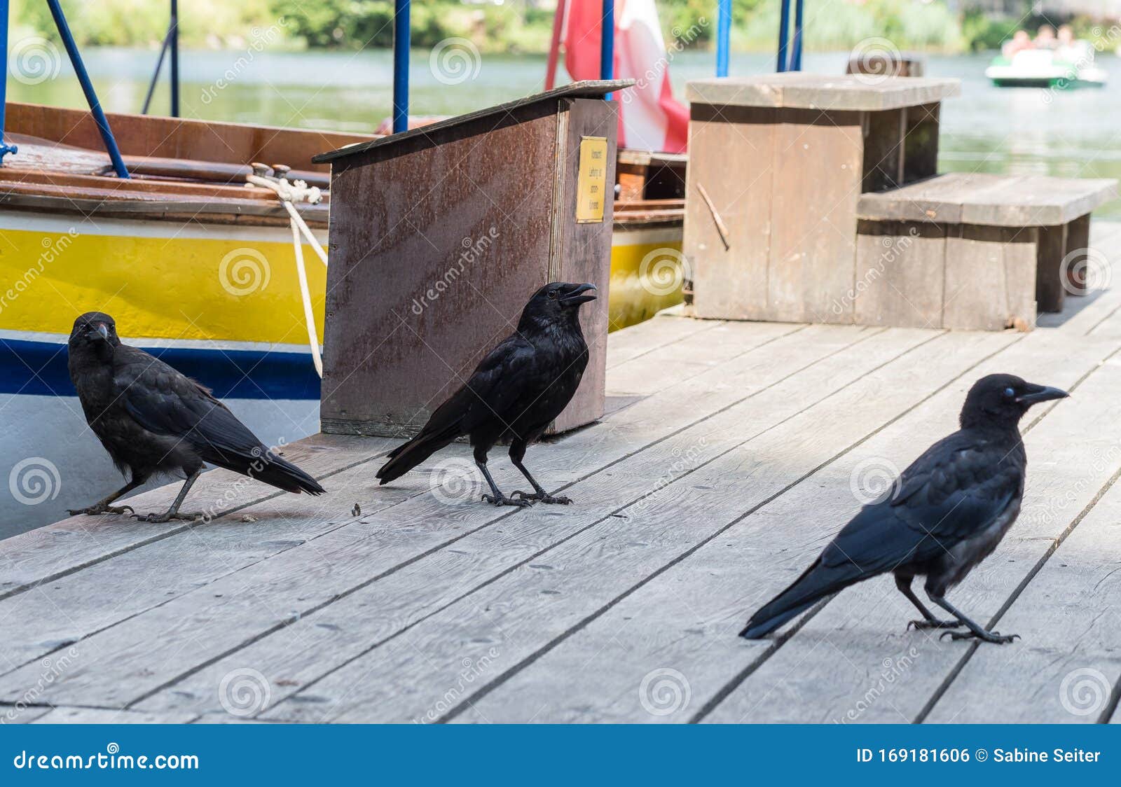 Three raven on a stage stock photo. Image of raven, group - 169181606