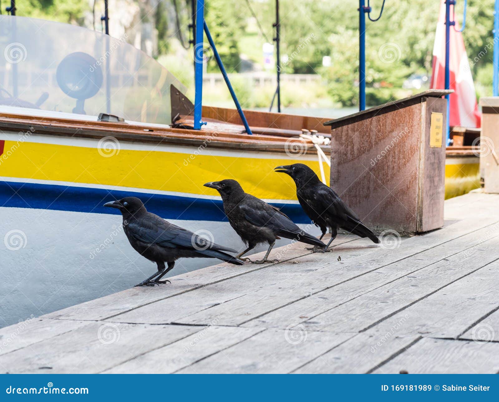 Three raven on a stage stock image. Image of outdoors - 169181989