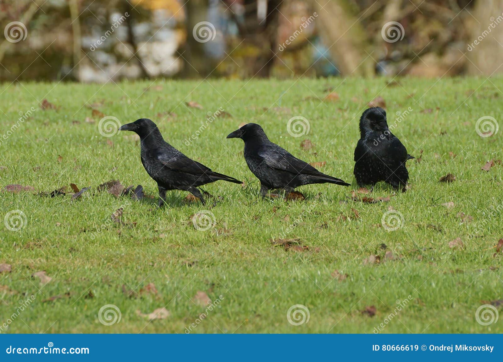 Three Ravens on Green Grass Stock Image - Image of birdwatching, rawens ...