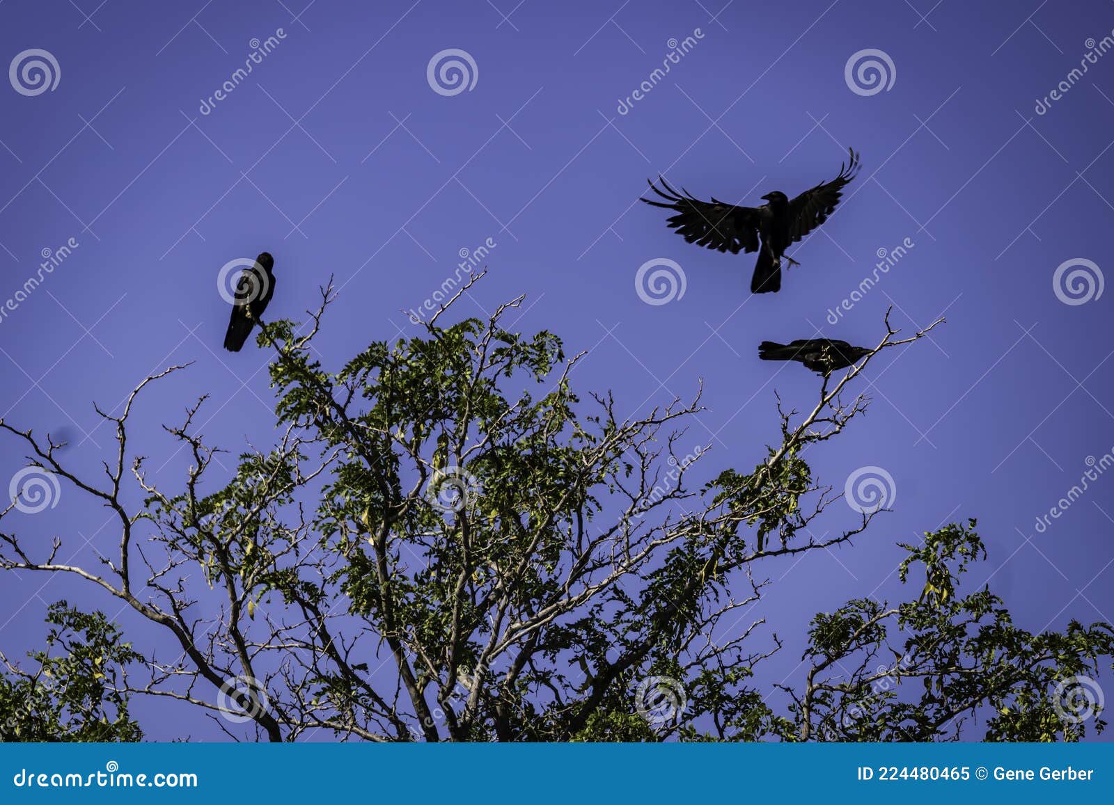 Three Ravens, One in Flight Stock Image - Image of tree, nature: 224480465