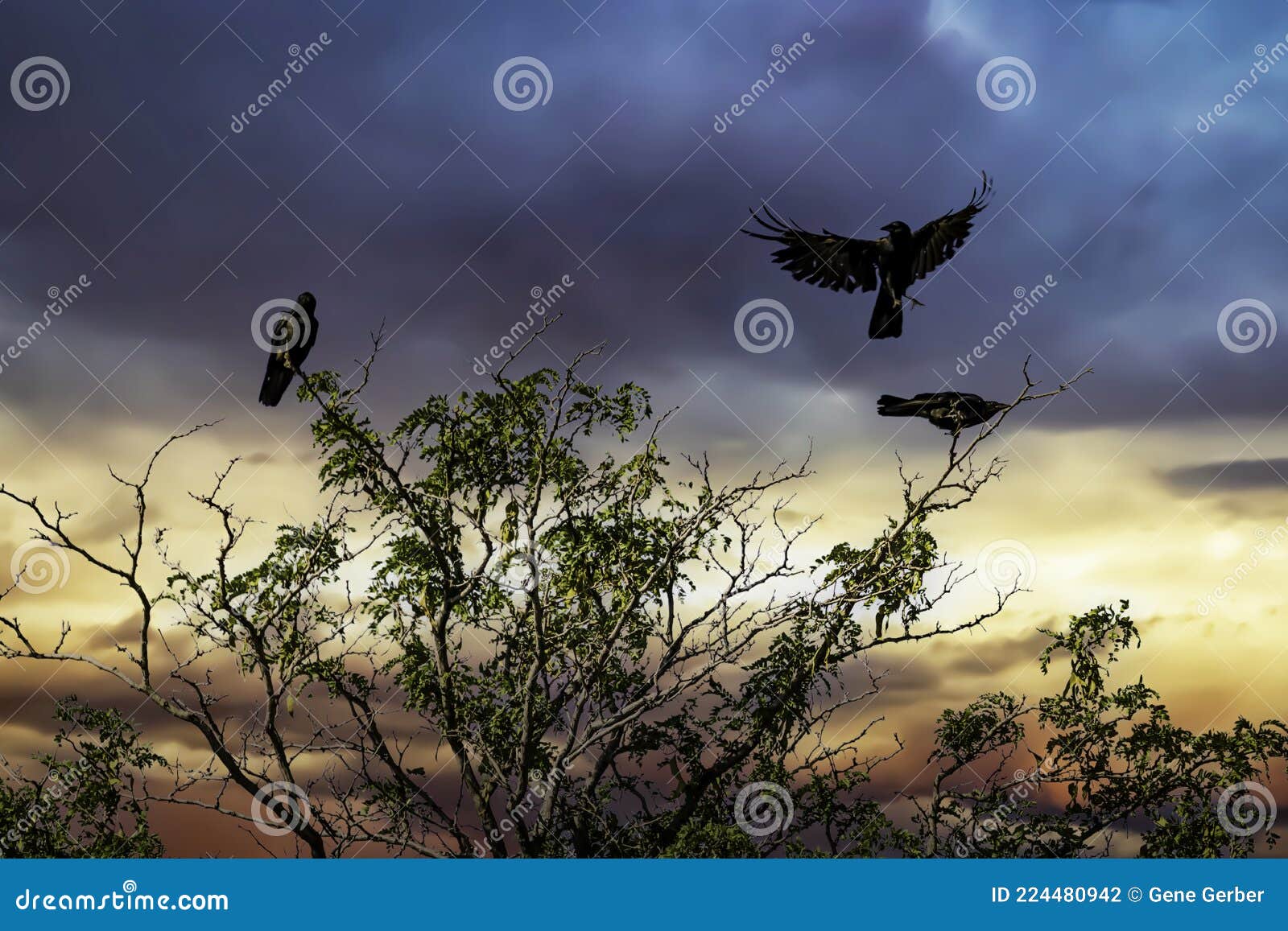 Three Ravens, One in Flight Stock Photo - Image of crow, yellow: 224480942