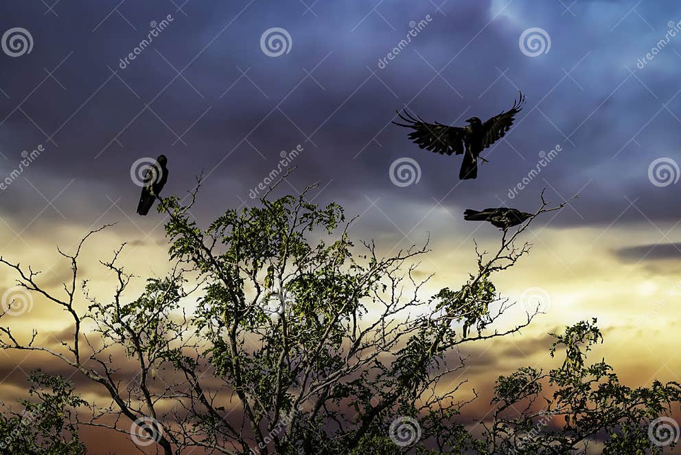 Three Ravens, One in Flight Stock Photo - Image of crow, yellow: 224480942