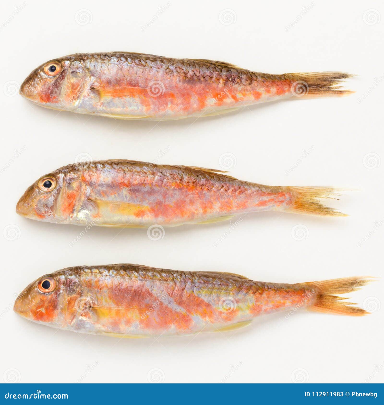 Three raw fish Barbun stock image. Image of healthy - 112911983