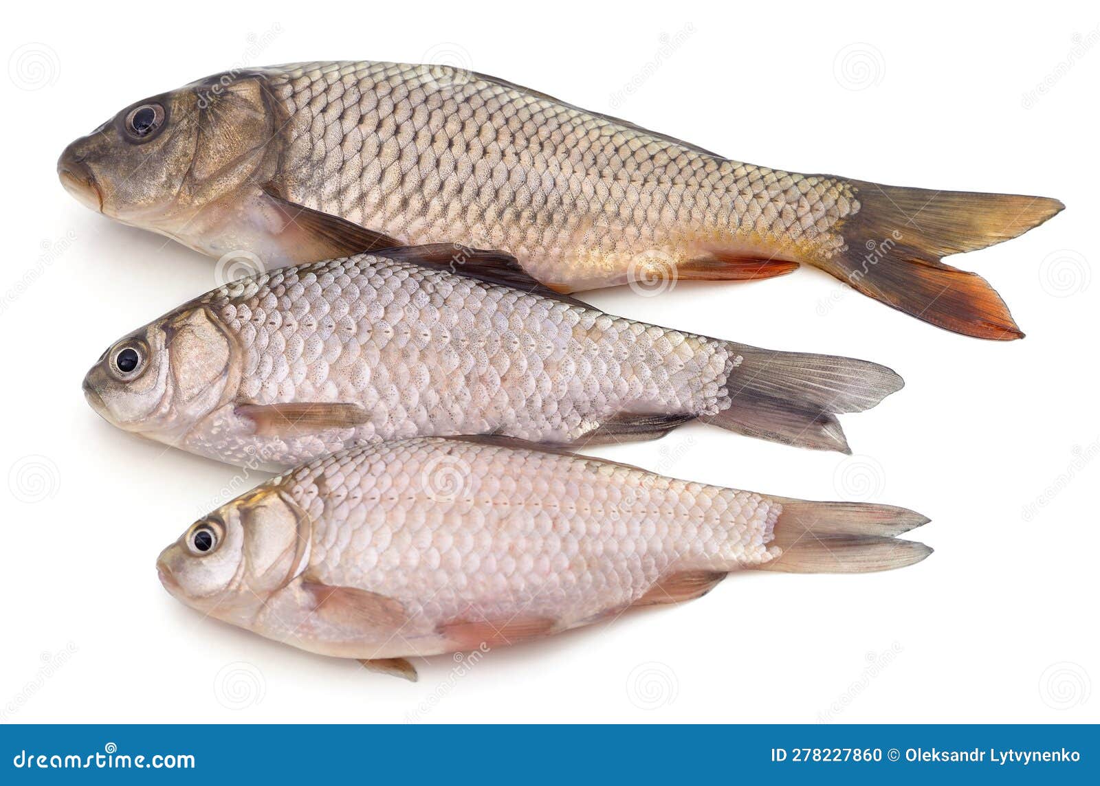 Three raw fish stock photo. Image of healthy, animals - 278227860