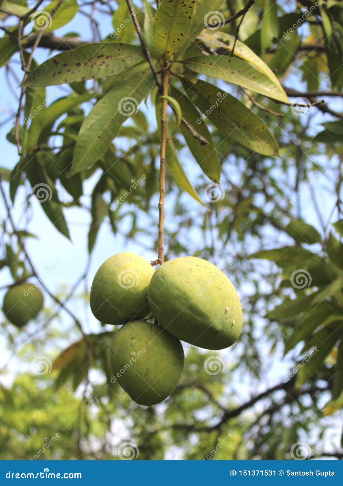 Three Raw Mango Hanging from Tree Stock Image - Image of food, juicy ...