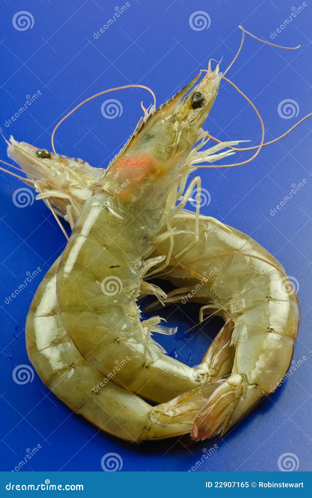 Three raw prawns stock image. Image of prawns, cutting - 22907165