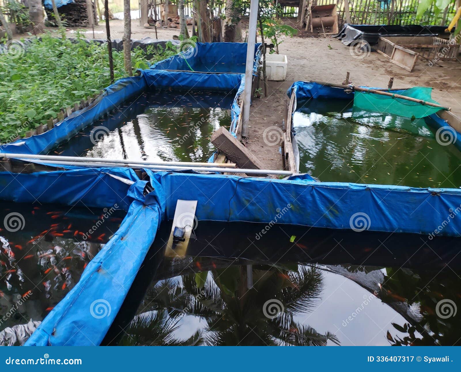 Three Rectangular Fish Ponds with Blue Tarpaulin Liners and Fish Stock ...