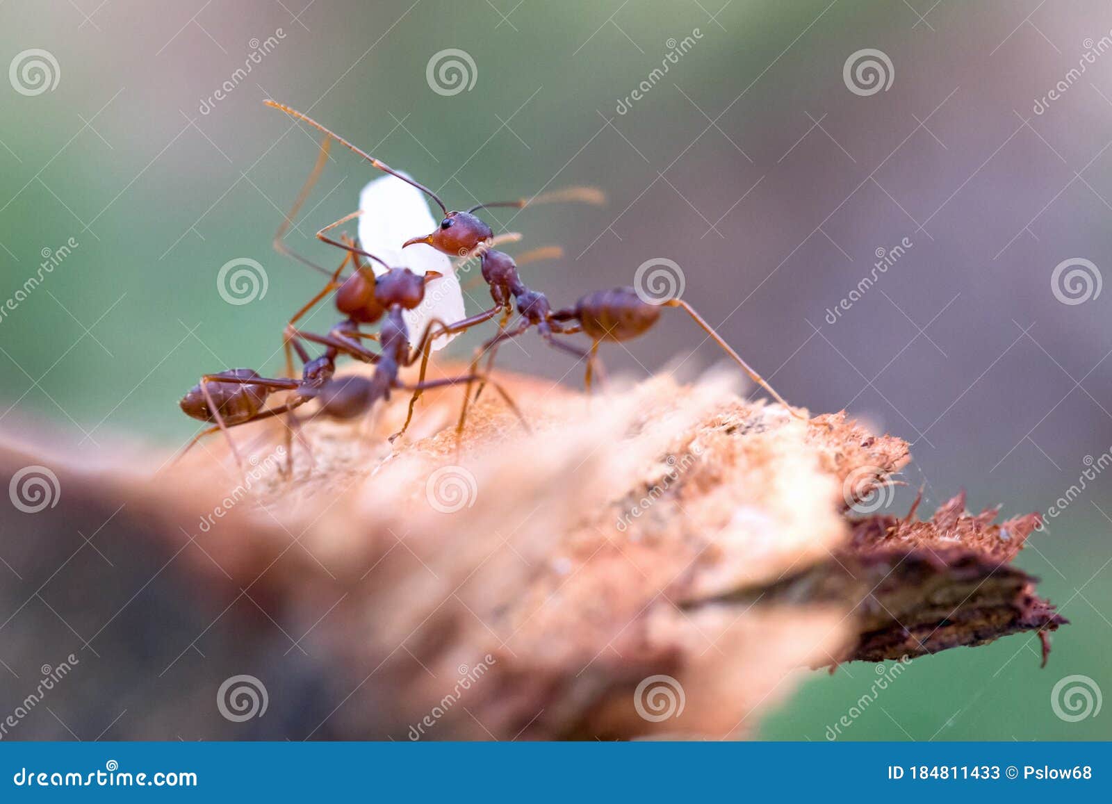 Ants Carrying Rice