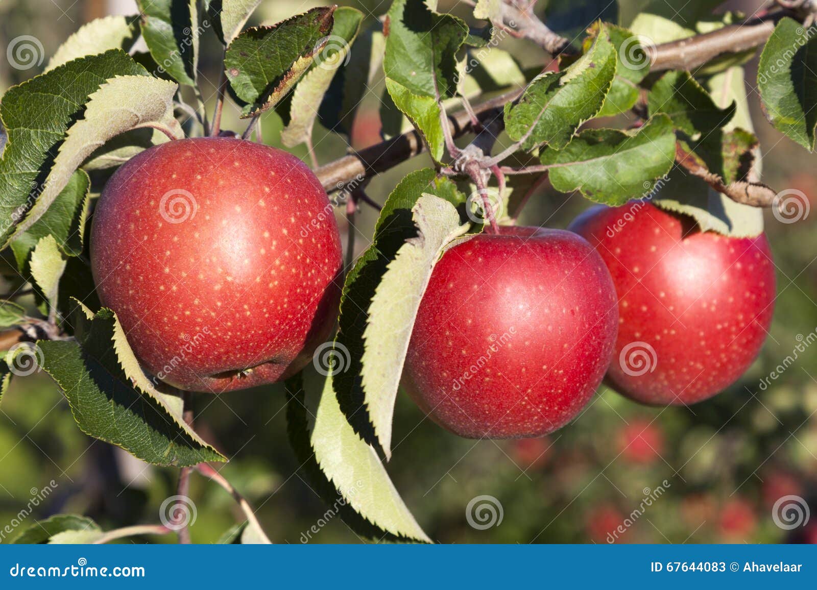 Three Red Apples on Branch of Apple Tree in Sunlight Stock Image ...