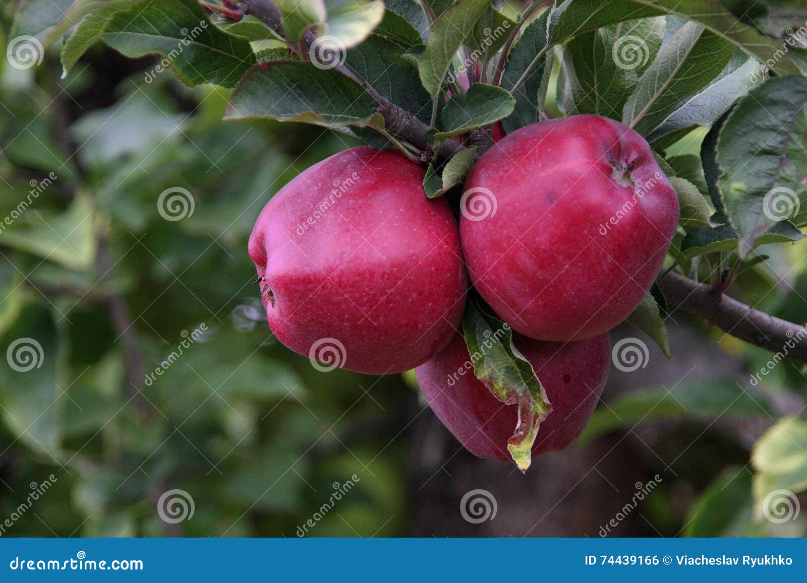 Three red apples stock photo. Image of fruit, diet, nature - 74439166